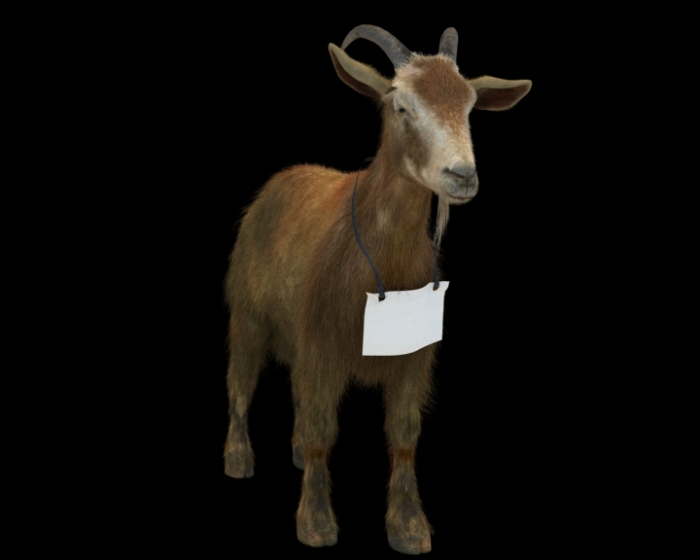 CG Goat by 3d Visuals at Coroflot.com
