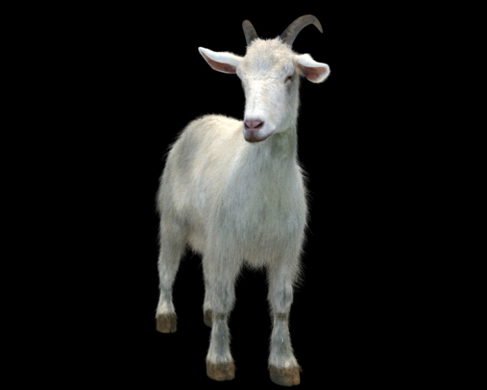 CG Goat by 3d Visuals at Coroflot.com