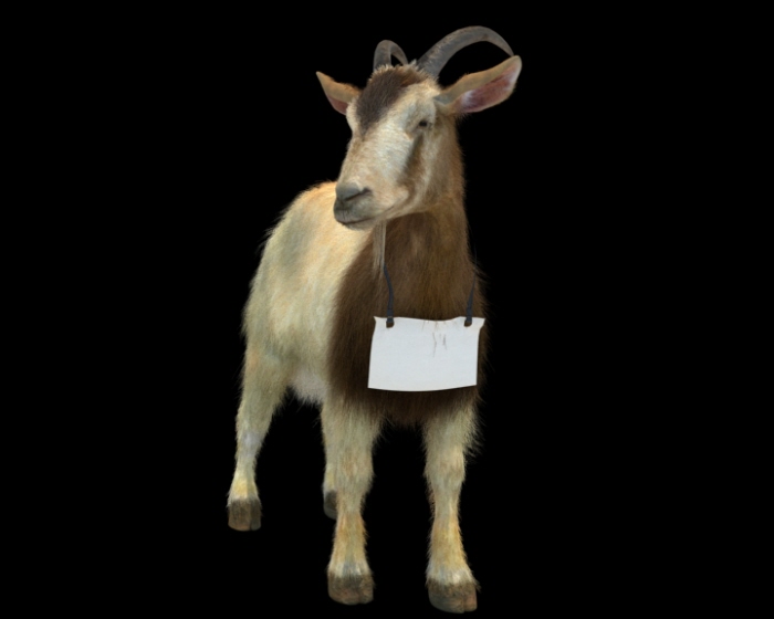 CG Goat by 3d Visuals at Coroflot.com