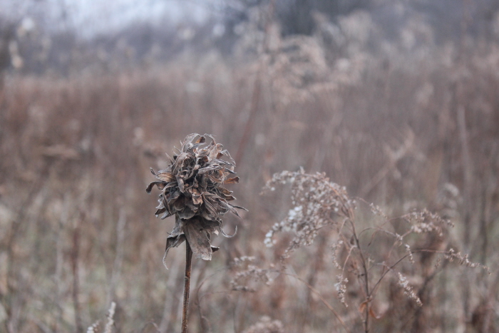 Imogen Cunningham by Alyssa Forbes at Coroflot.com