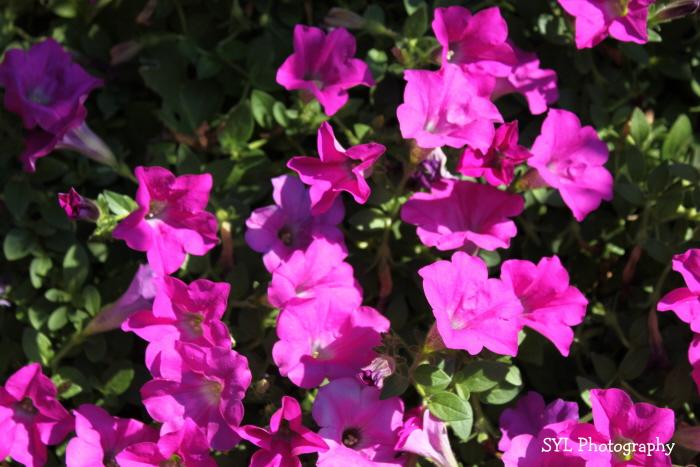 An upload by Stephanie Lyskawa on Coroflot: to the project Flowers