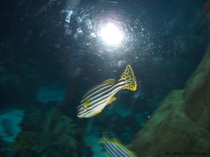 An upload by Jessica Boley on Coroflot: to the project Aquarium