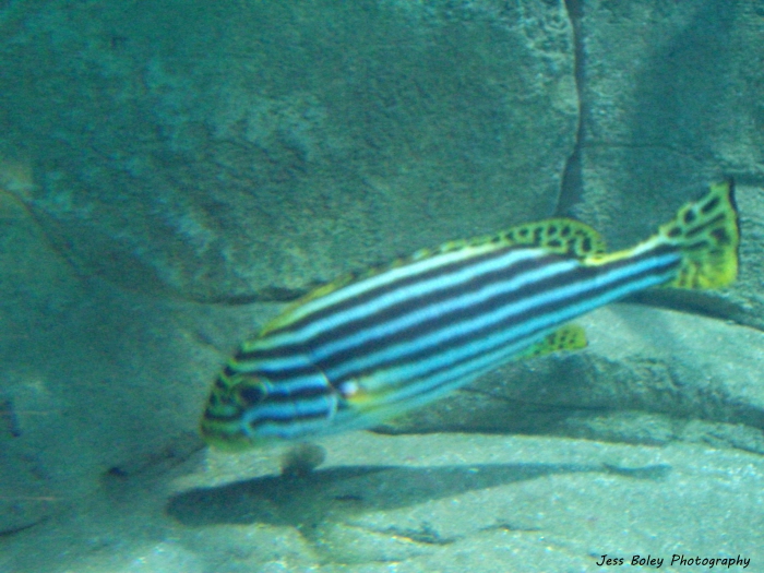 An upload by Jessica Boley on Coroflot: to the project Aquarium