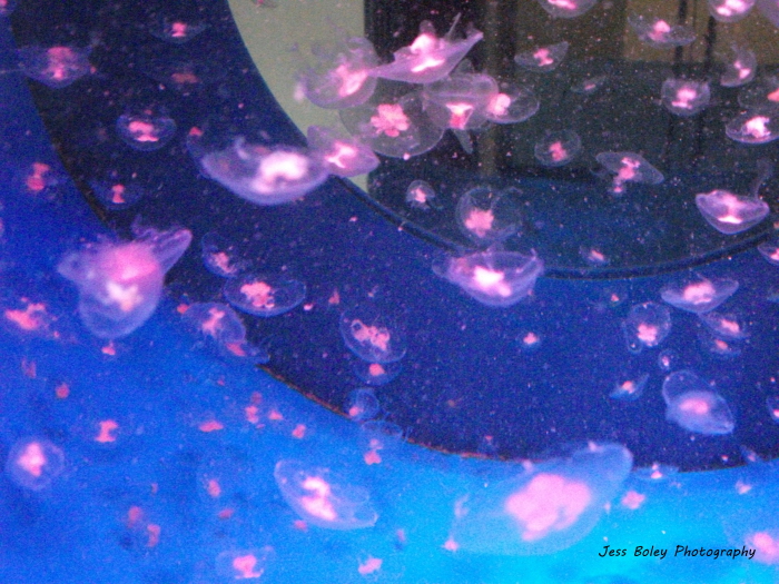 Aquarium by Jessica Boley at Coroflot.com