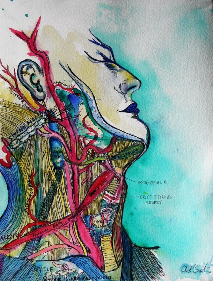 Gray's Anatomy Illustration by Abigail Klingelsmith at Coroflot.com