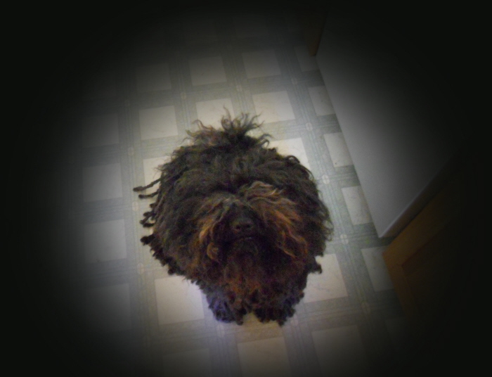 Pet Portraits by Tim Pridham at Coroflot.com