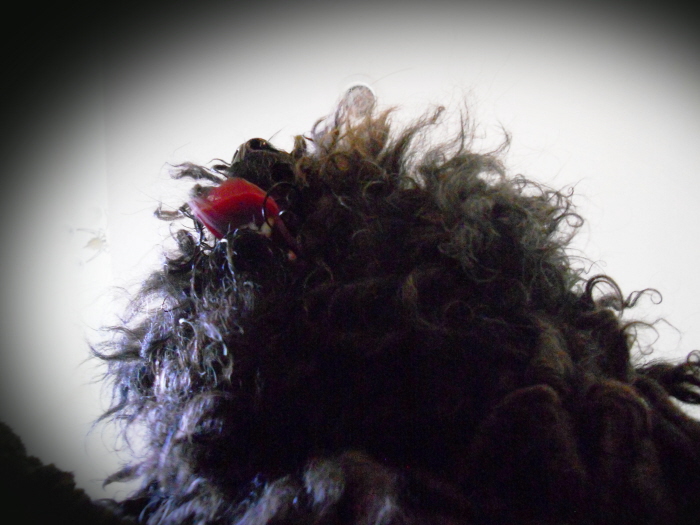 Pet Portraits by Tim Pridham at Coroflot.com