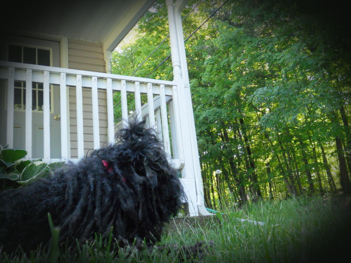 Pet Portraits by Tim Pridham at Coroflot.com