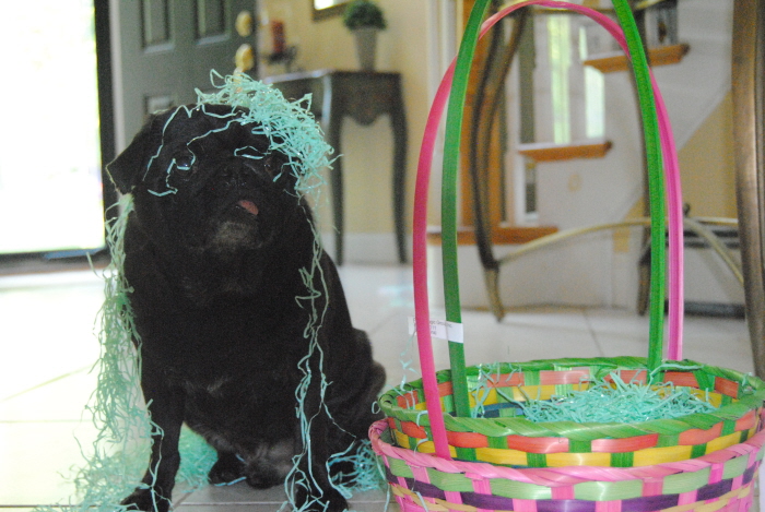 An upload by Kelly Carolan on Coroflot: to the project Pet Portraits