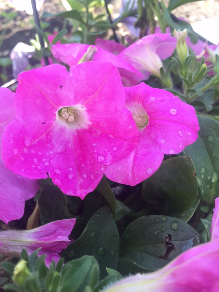 Macro by mike rossiter at Coroflot.com