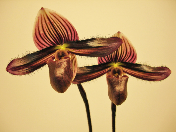An upload by Mary Lou Ramos on Coroflot: to the project Photography