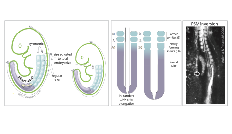 Somitogenesis (Master's thesis) by Ioana Weber at Coroflot.com
