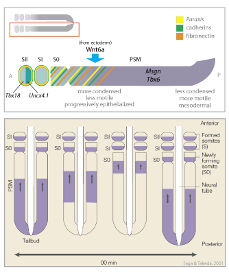 Somitogenesis (Master's thesis) by Ioana Weber at Coroflot.com