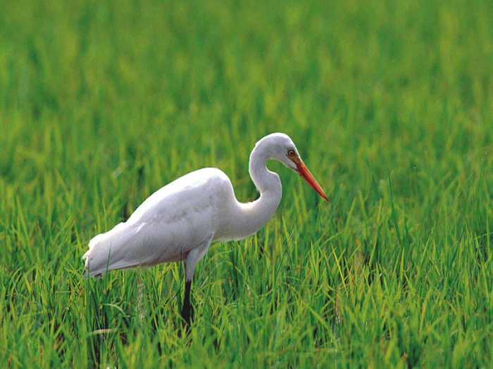 KOONJ BIRD by Ghulam Mustafa Solangi at Coroflot.com
