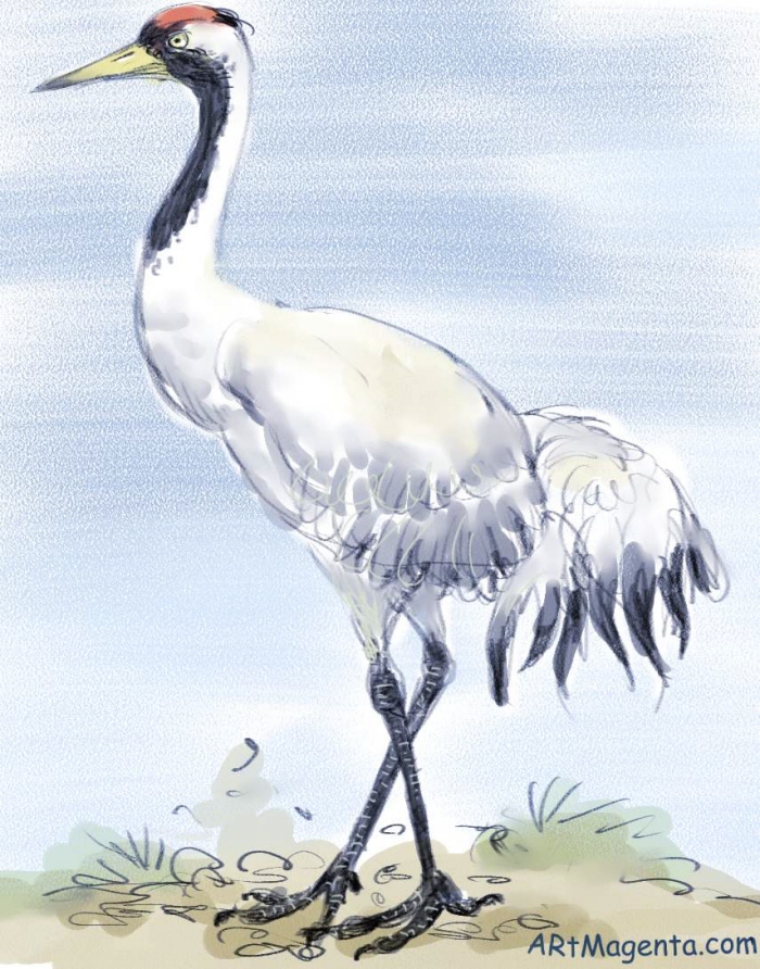 KOONJ BIRD by Ghulam Mustafa Solangi at Coroflot.com