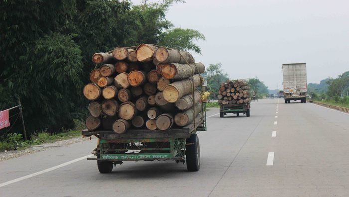 Illegal Timber Smuggling in Eastern Indian State of Assam, near India ...