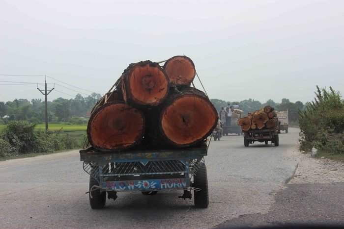 Illegal Timber Smuggling in Eastern Indian State of Assam, near India ...