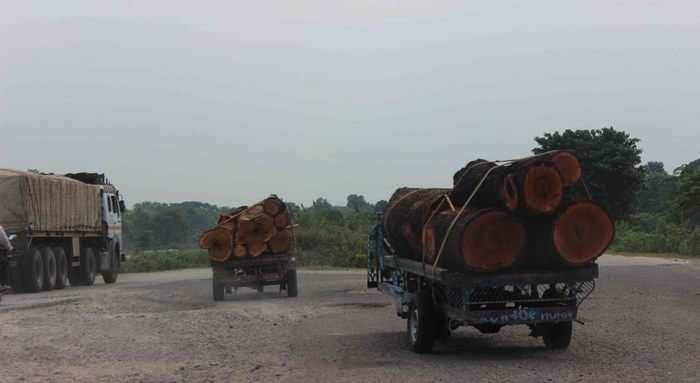 Illegal Timber Smuggling in Eastern Indian State of Assam, near India ...