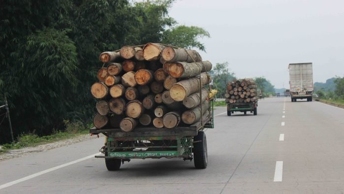 Illegal Timber Smuggling in Eastern Indian State of Assam, near India ...
