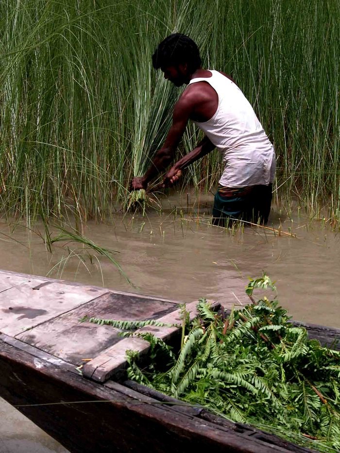 Lifeline of Char (River Island)s of Brahmaputra River in Indian State ...