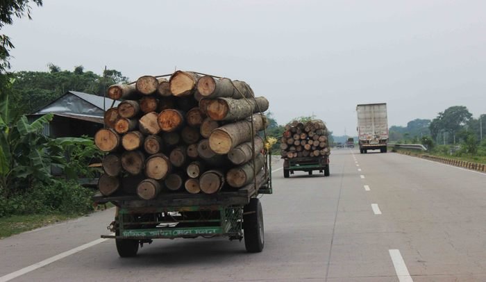 Illegal Timber Smuggling in Eastern Indian State of Assam, near India ...