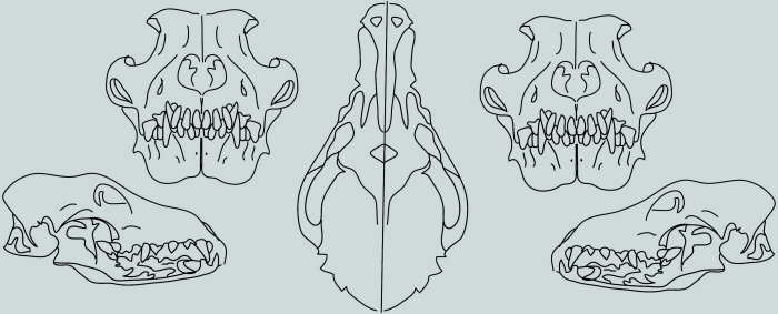 Greyhound Skull Laser Cut Prism by Audra Carlisle at Coroflot.com