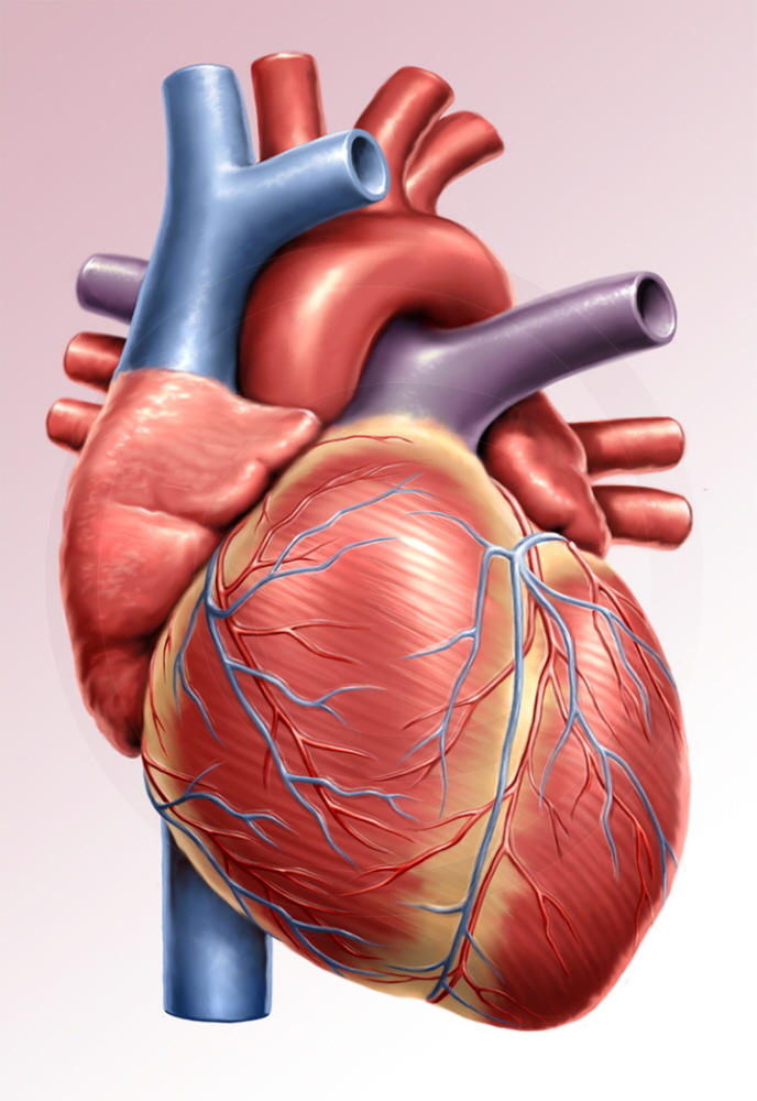 Human Heart By Tom Connell At Coroflot