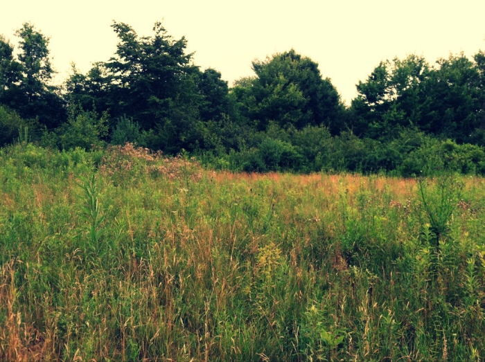 Landscape by Catherine Ewing at Coroflot.com