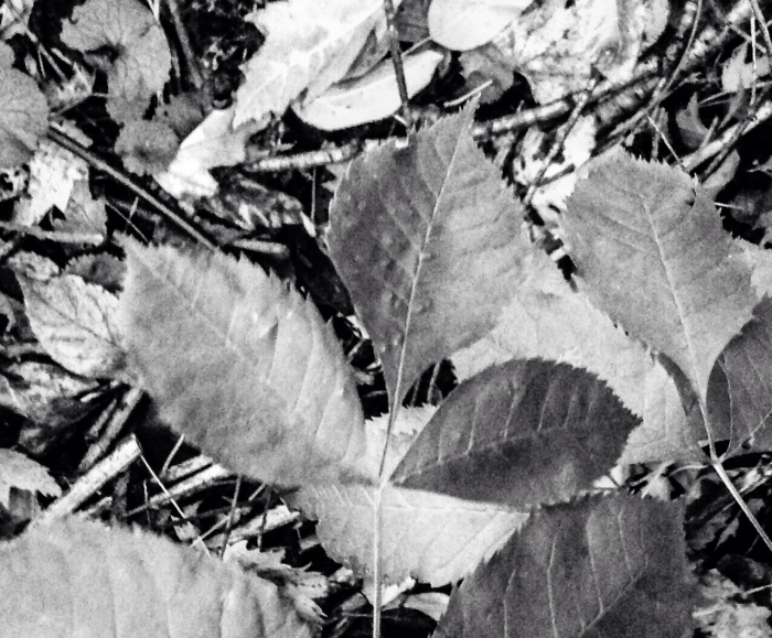 An upload by Beau Kellner on Coroflot: to the project Homage Shoot