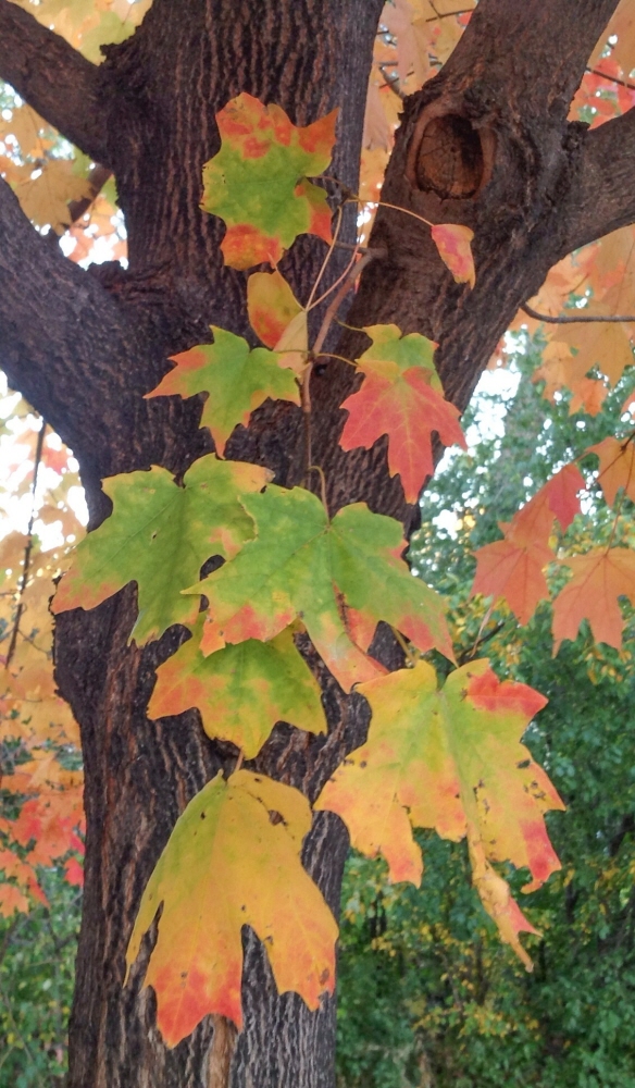 Homage Shoot by Beau Kellner at Coroflot.com