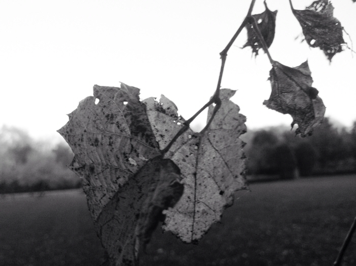 Homage Shoot by Beau Kellner at Coroflot.com