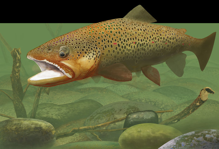 Holocene illustration by James Hays at Coroflot.com