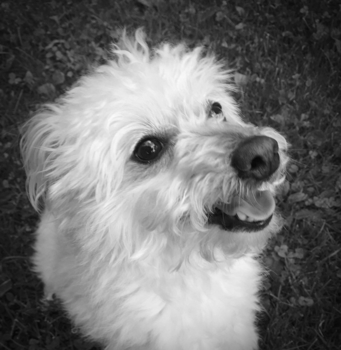 An upload by Sean Fitzmaurice on Coroflot: to the project Pet Portraits