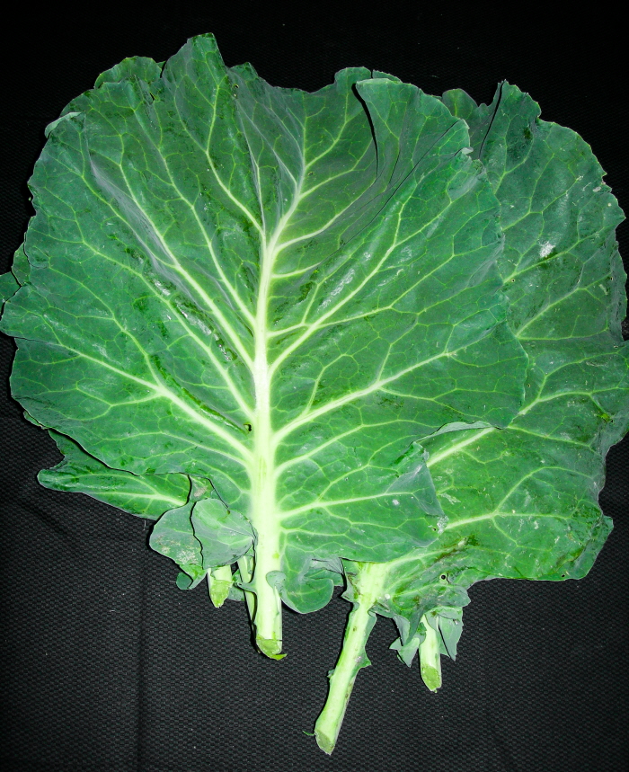 An upload by Austin Blaylock on Coroflot: to the project Dorsing Seeds ...