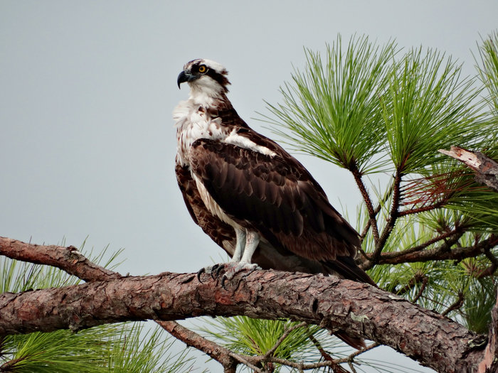 An upload by Laura Lembeck on Coroflot: to the project Photography