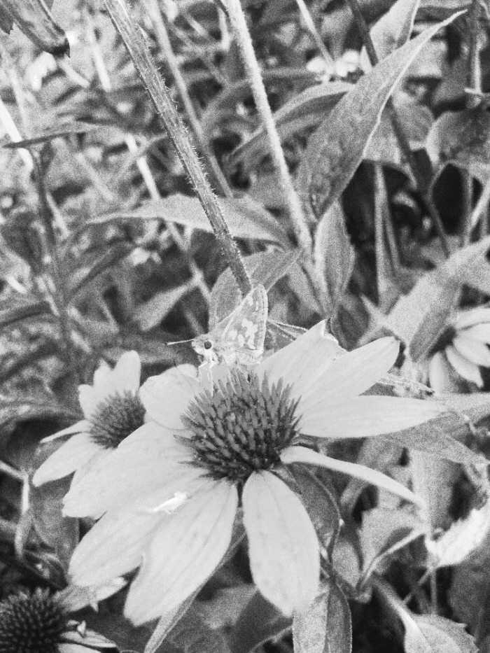 An upload by Nora Kujawa on Coroflot: to the project Homage Shoot