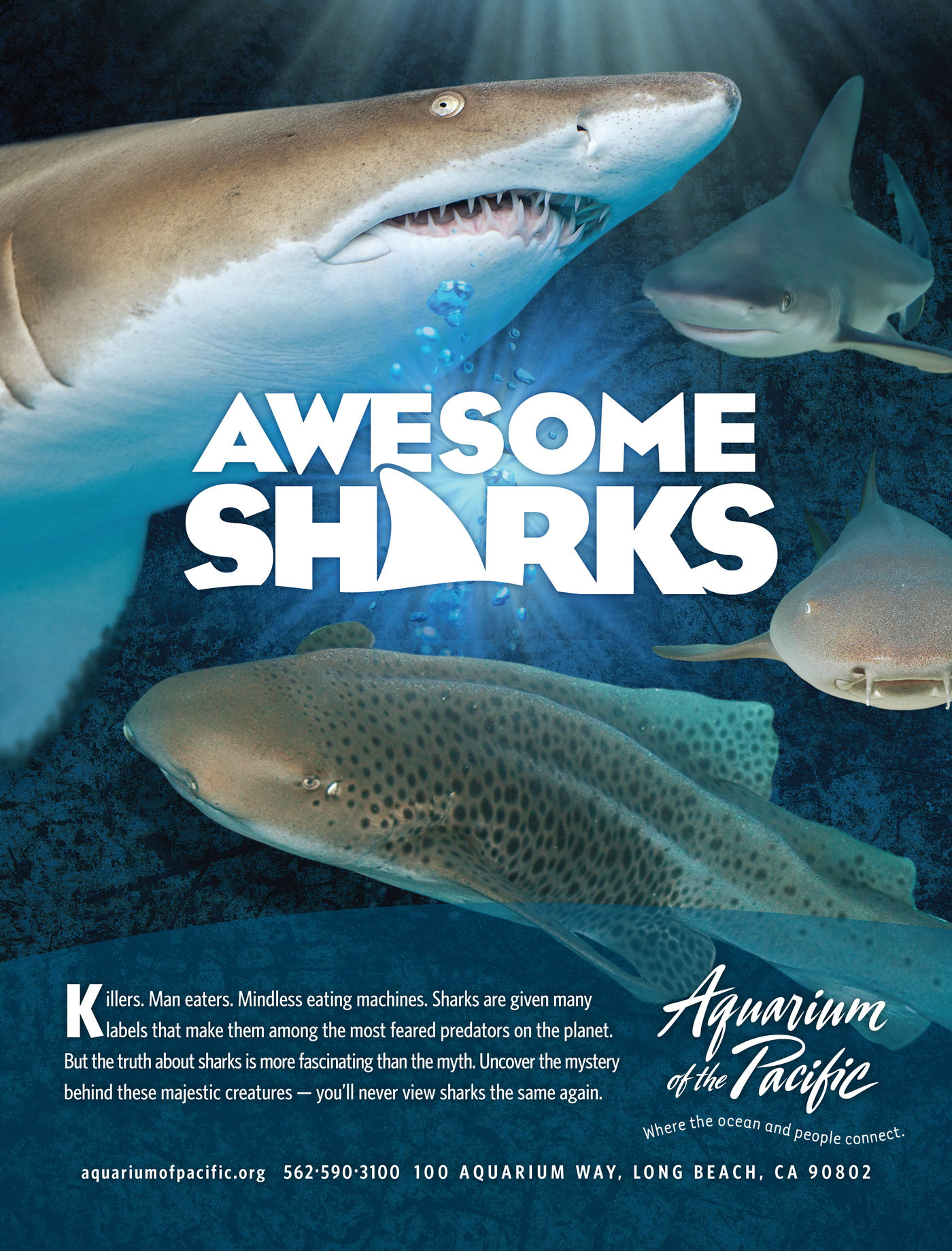 Shark Summer Ad by Brian Gray at Coroflot.com