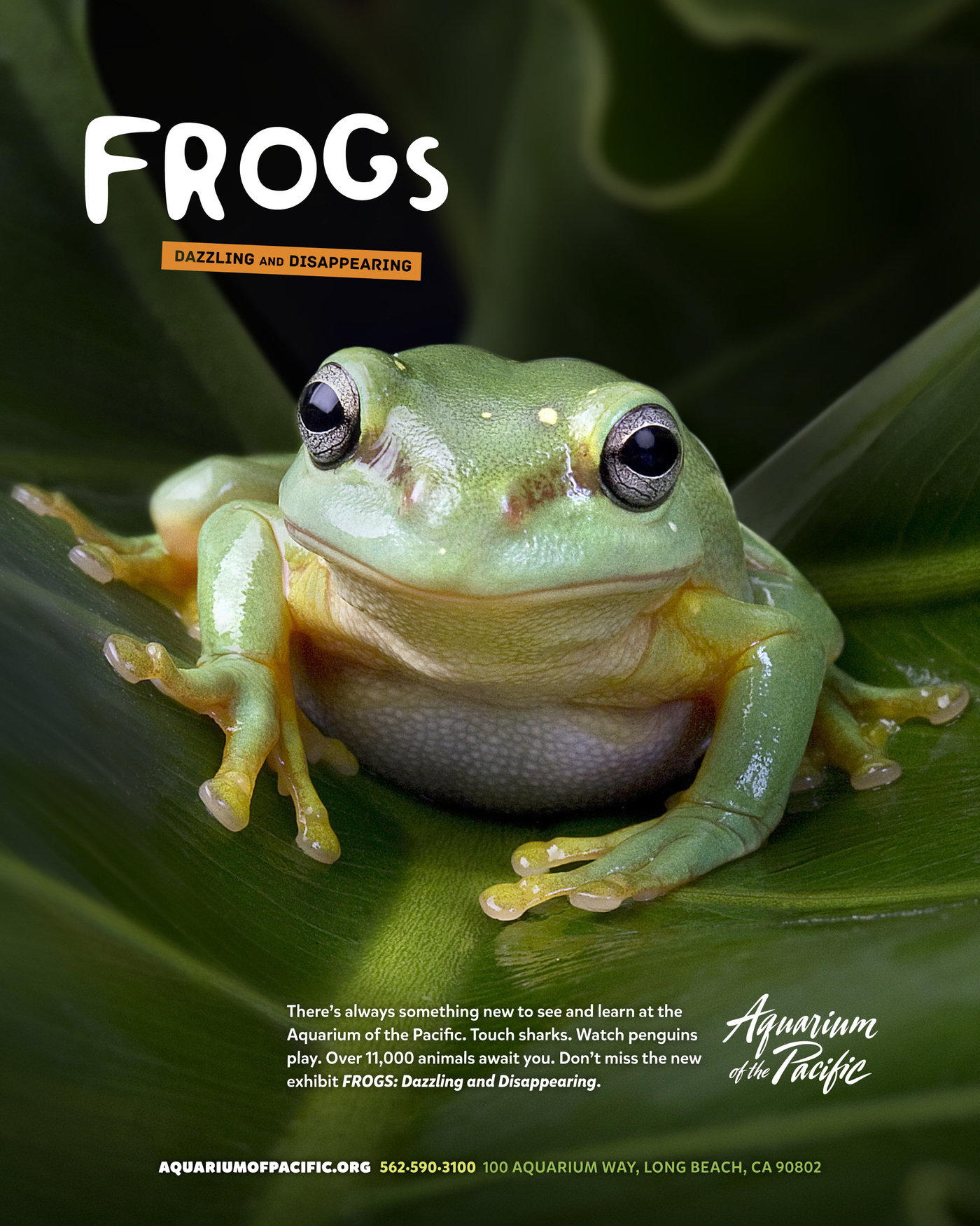Frogs General Market Ad by Brian Gray at Coroflot.com