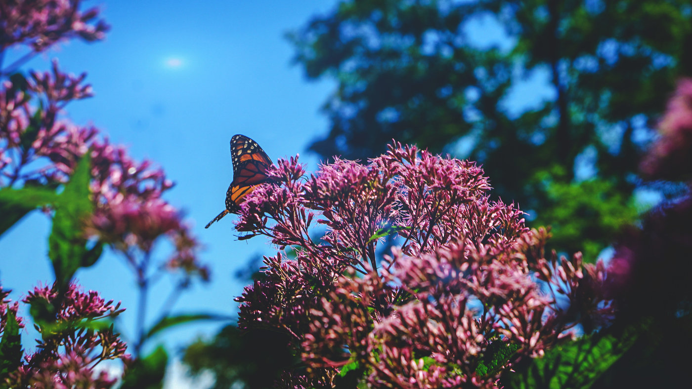 Butterfly in the bush photo edit by KySean Wade at Coroflot.com