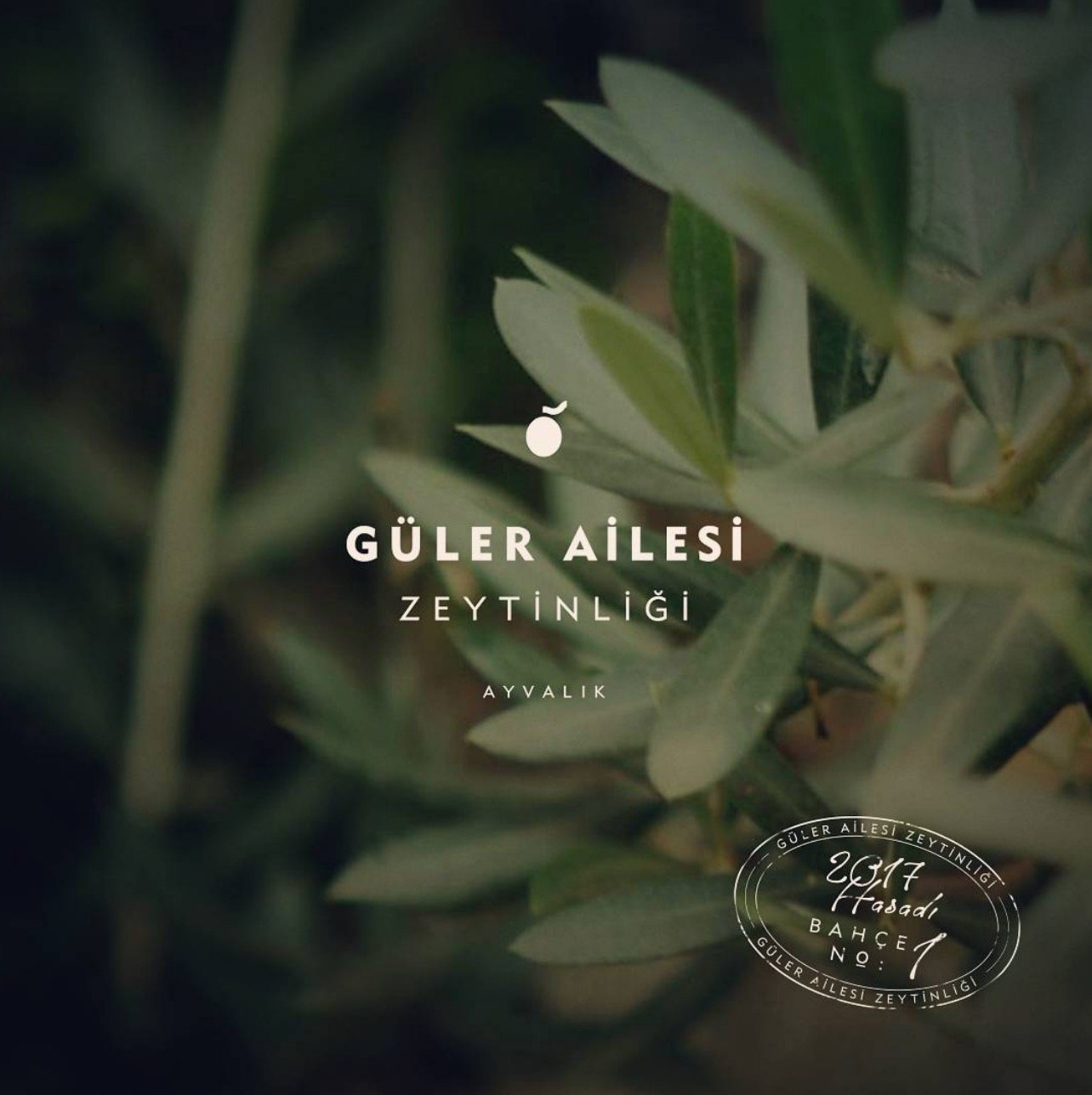 Guler Family Olive Farm by Melis Gokcen at Coroflot.com