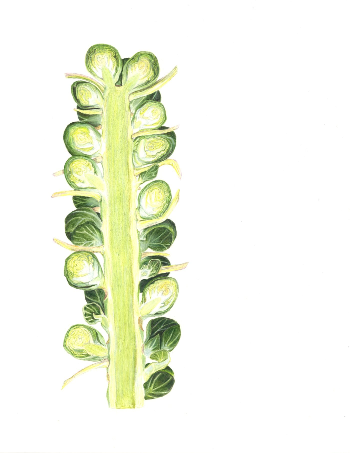 An upload by Adam Harker on Coroflot: to the project Drawing/Rendering