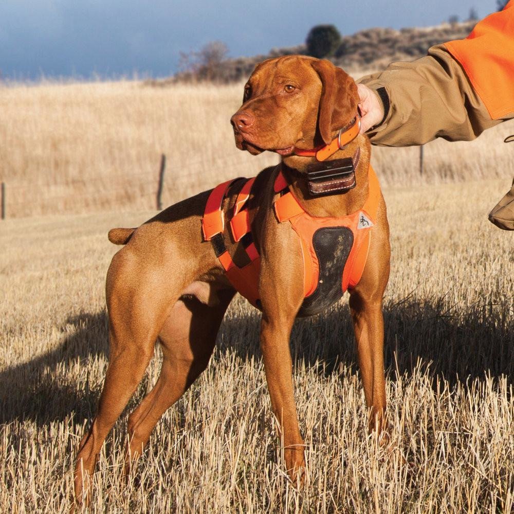 Safety Skid Plate for Hunting Dogs by Dan Curtiss at Coroflot.com
