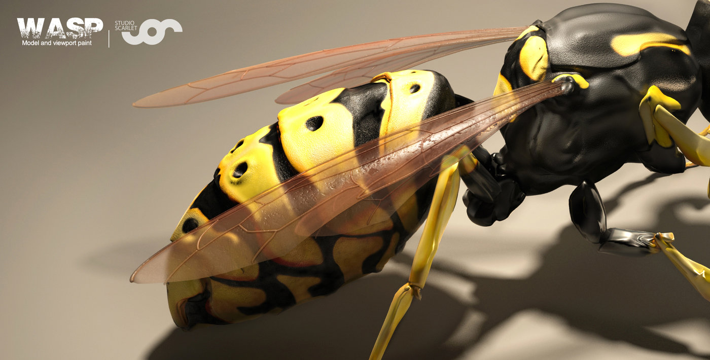 Wasp 3D model and animation by Kevin Boulton at Coroflot.com