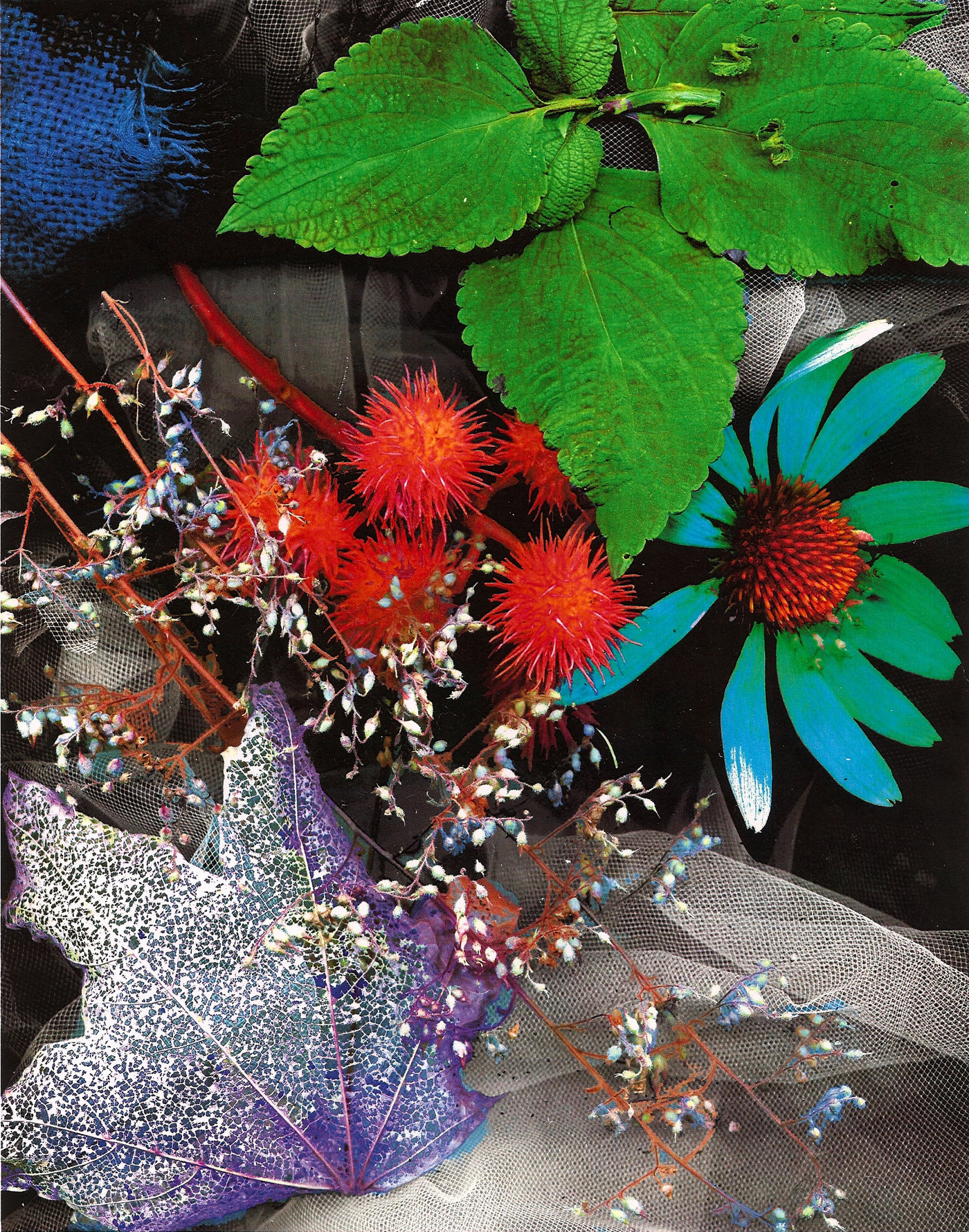 Graphic Design by Chelsea Scott at Coroflot.com