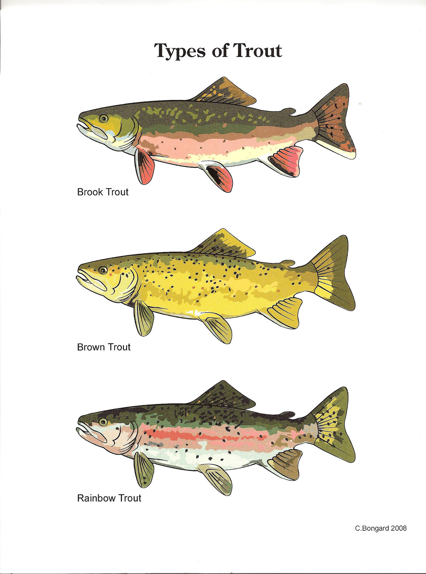 Digital by Christopher M. Bongard at Coroflot.com