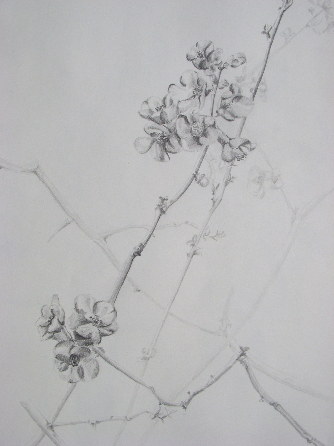 Drawings by Levine Alina at Coroflot.com