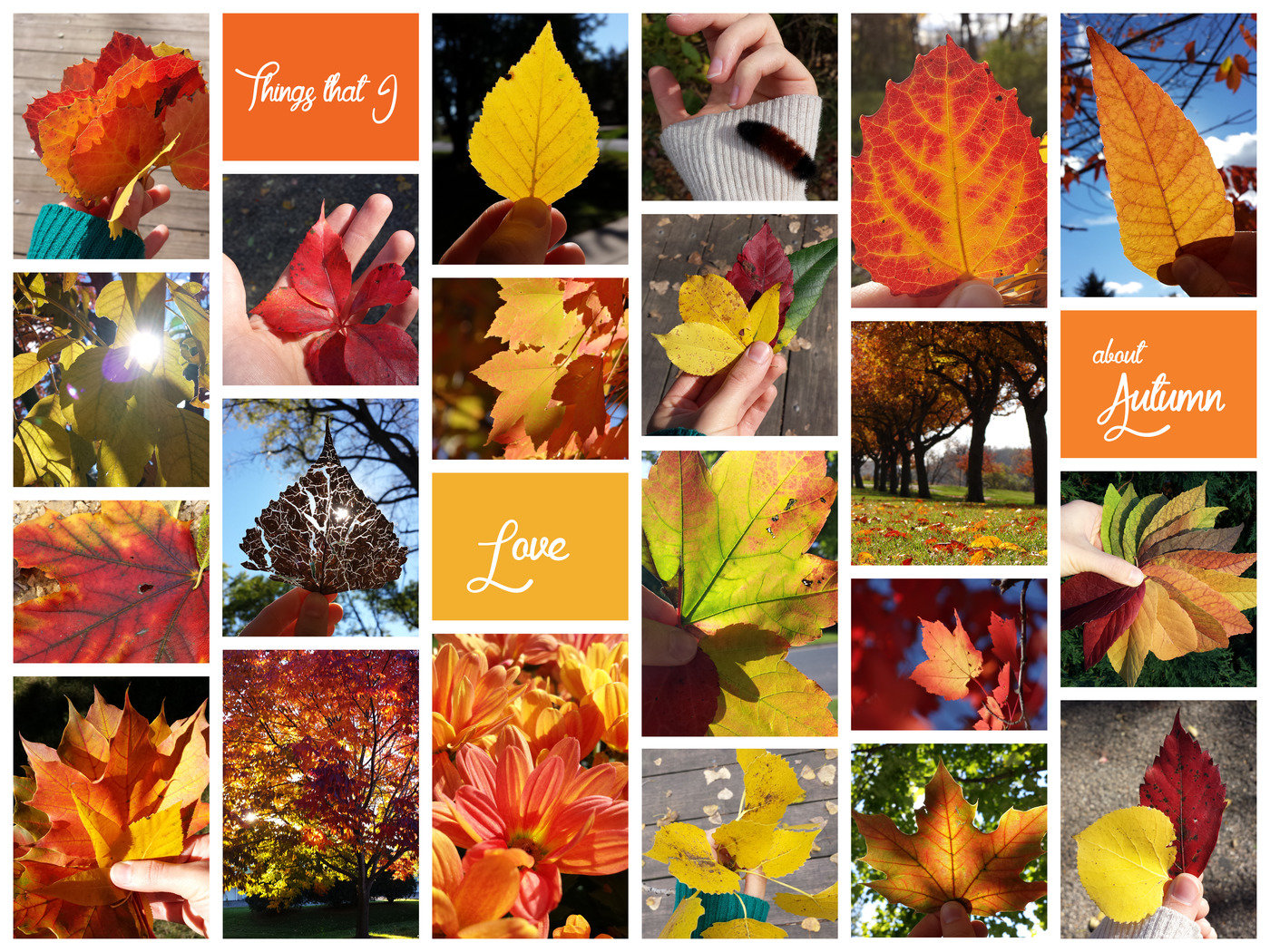 Autumn Photo Collage by Meg Merry at Coroflot.com