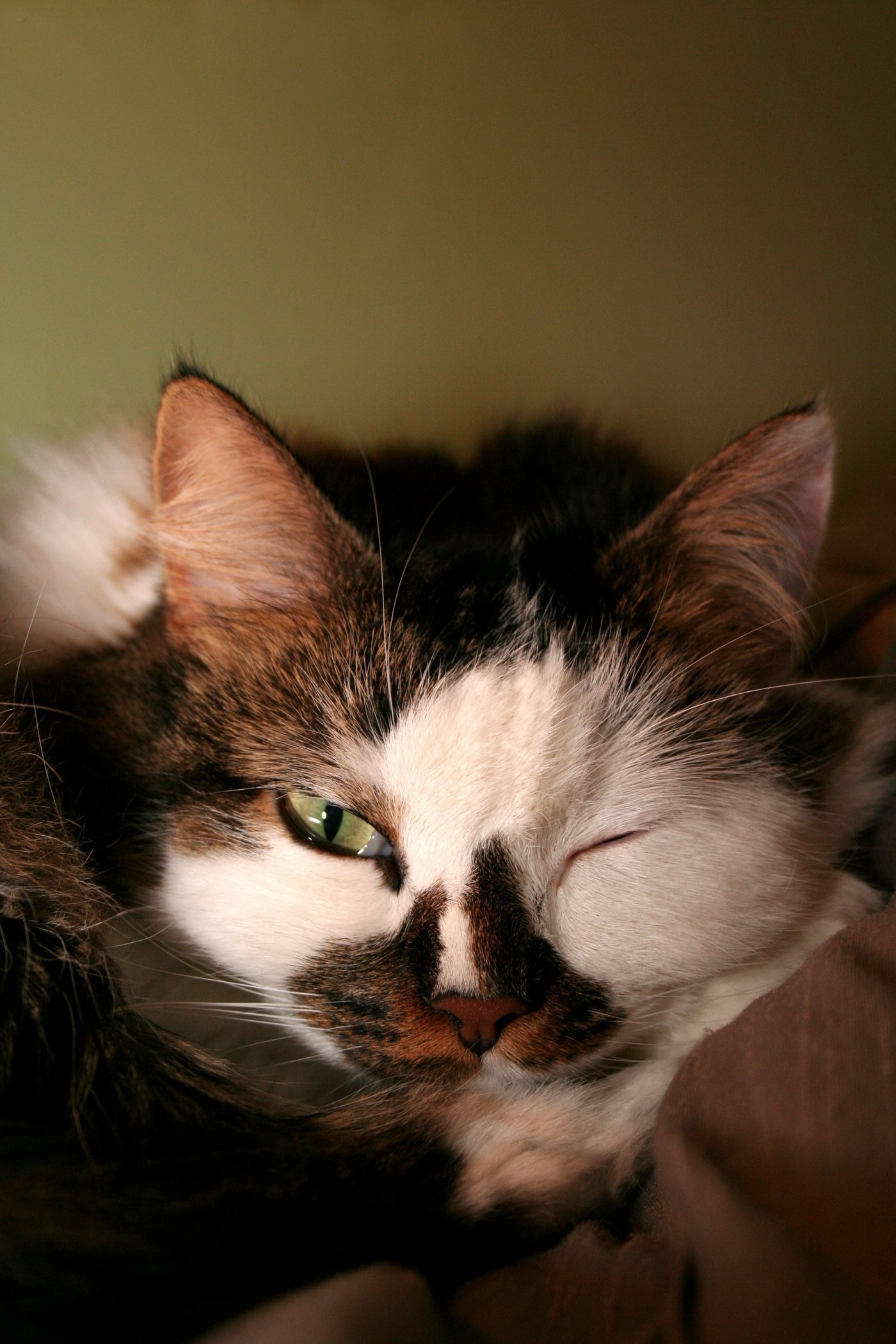 Furry Faces by Brittney Bergstrom at Coroflot.com