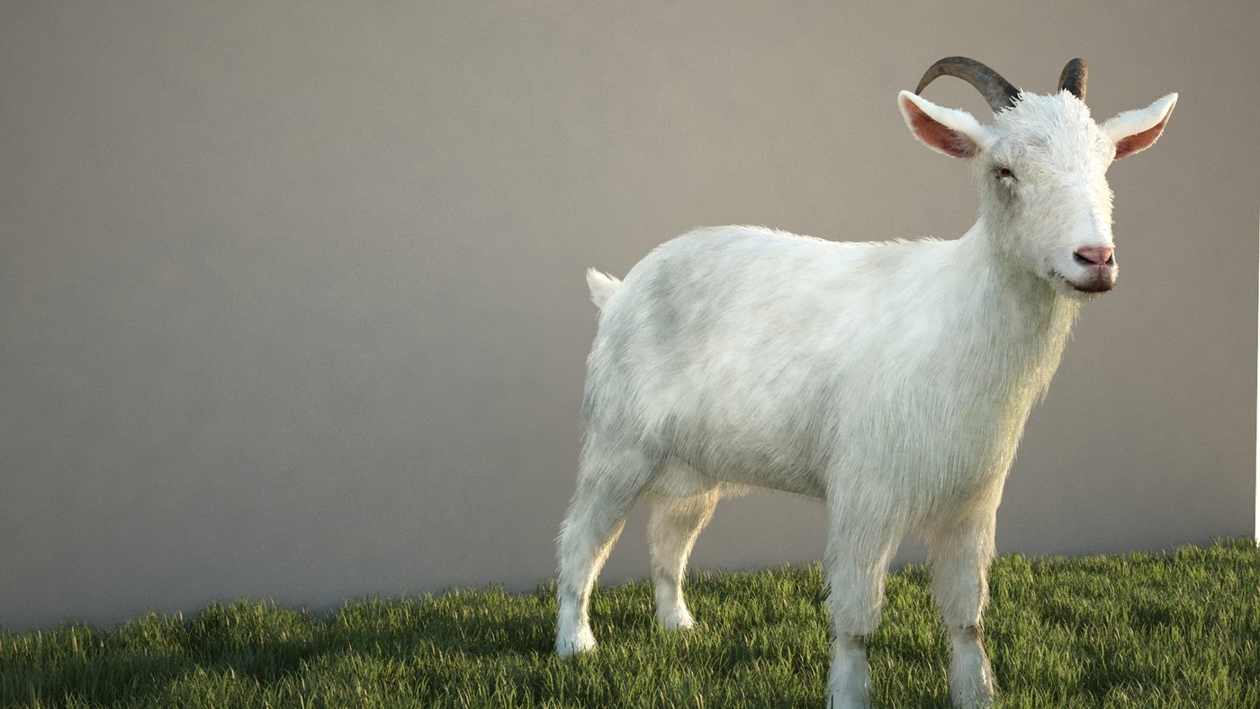 CG Goat by 3d Visuals at Coroflot.com