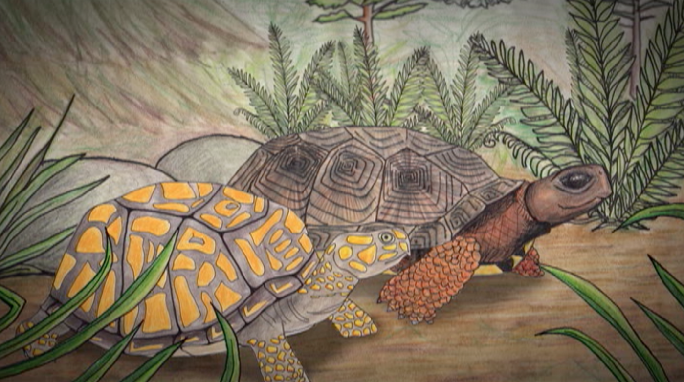 Turtle Derby - Documentary - Illustration for Animation by Juliana ...